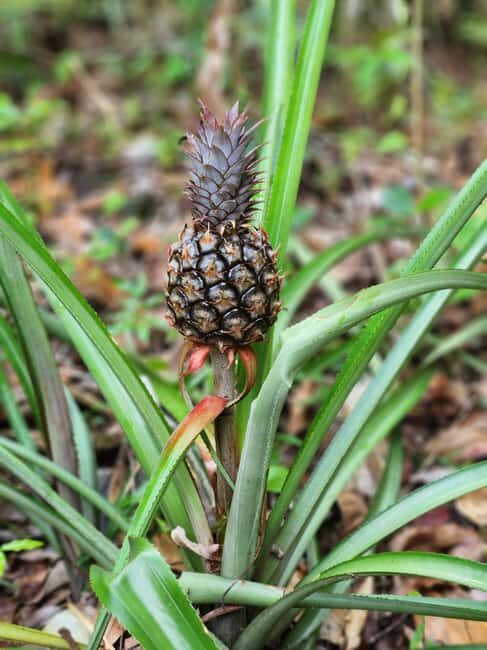 Los Haitises: Boat Excursion and Walking Tour with Lunch - Key Points