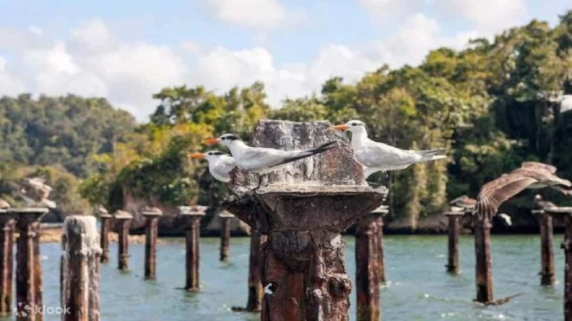 Los Haitises National Park: Boat Tour - How This Tour Compares to Similar Experiences