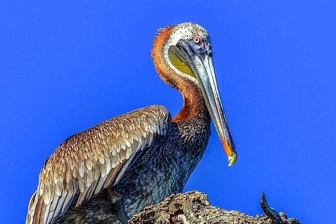 Los Haitises National Park Tour from Punta Cana Montana Redonda and Cano Hondo - FAQs