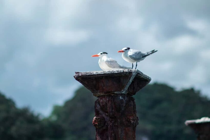 Los Haitises Rain Forest and Kayaking - Final Thoughts