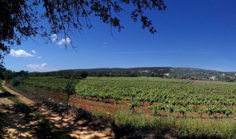Loulé: Quinta da Tôr Winery Guided Tour and Wine Tasting - An In-Depth Look at the Quinta da Tôr Experience