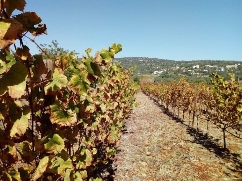 Loulé: Quinta da Tôr Winery Guided Tour and Wine Tasting - The Sum Up