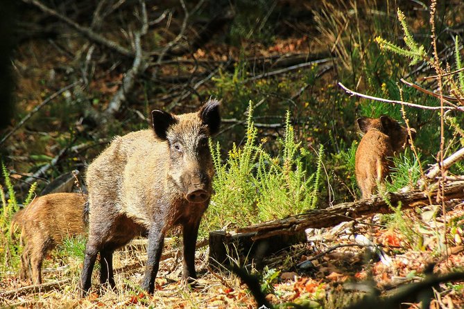Lousa Mountain Private Tour - Traveler Experiences
