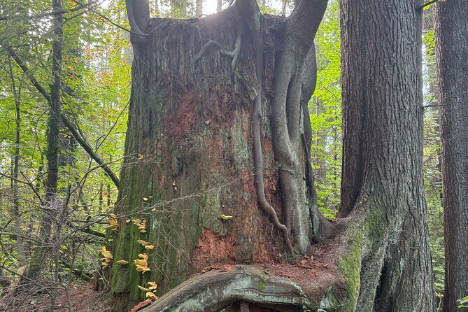 Love the Land Indigenous Walking Tour Capilano River Hatchery - FAQ