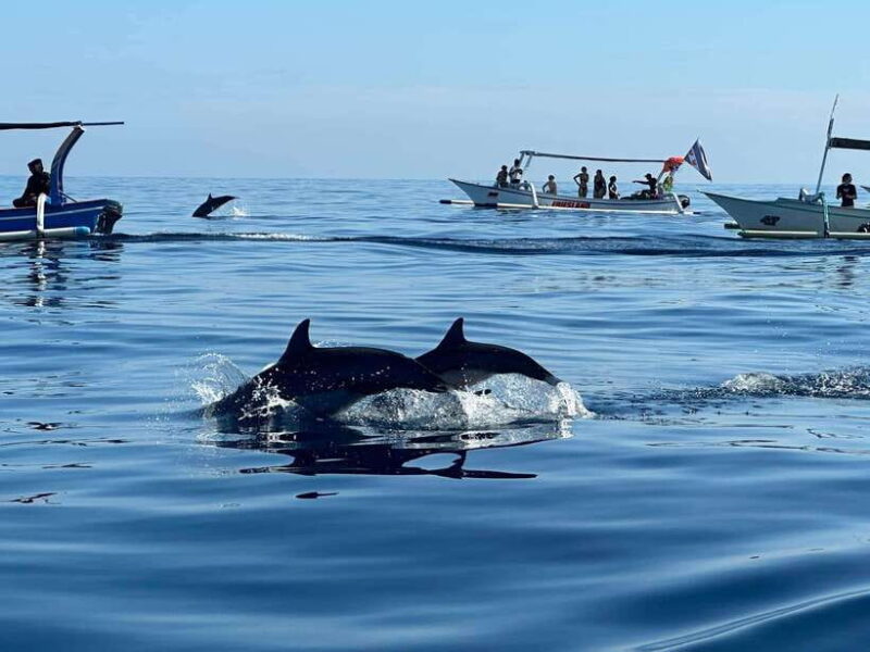 Lovina/Bali: Dolphin Watching Tour, Swimming and Snorkeling - The Itinerary in Detail: What to Expect