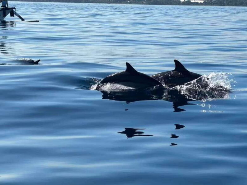 Lovina/Bali: Dolphin Watching Tour, Swimming and Snorkeling - The Sum Up: Who Should Consider This Tour?