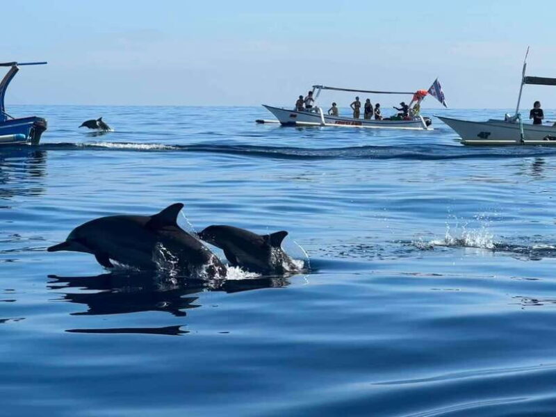 Lovina/Bali: Dolphin Watching Tour, Swimming and Snorkeling - FAQ