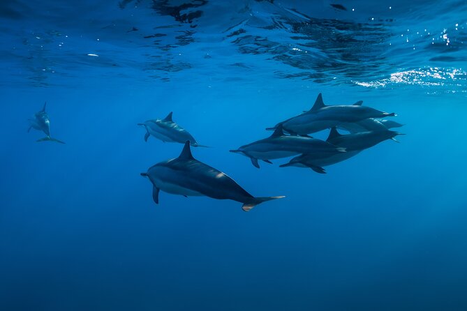 Lovina Dolphin Watching, Swimming, and Snorkeling Experience - Practical Tips for Booking and Enjoyment