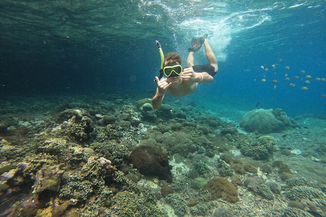 Lovina Dolphin Watching, Swimming, and Snorkeling Experience - The Sum Up