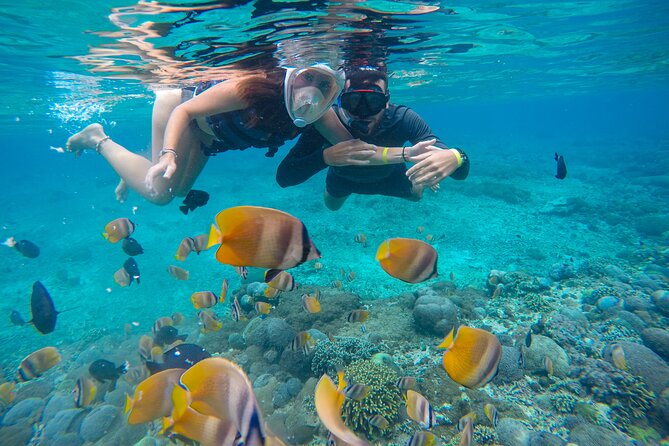 Lovina Dolphin Watching, Swimming, and Snorkeling Experience - FAQs