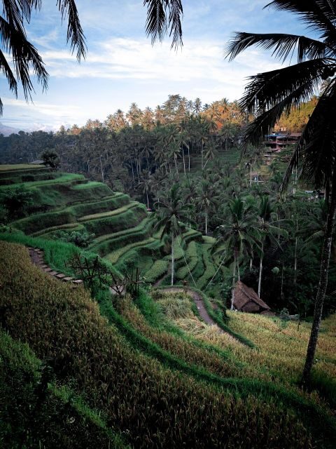 Lovina Package Tours ( Inclusive ) - Who Will Love This Tour?