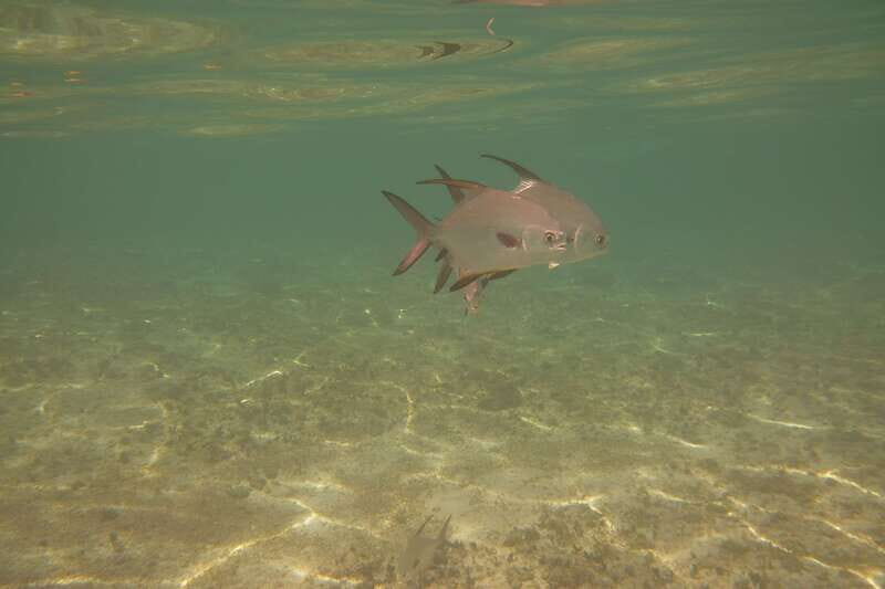 Lower Grand Lagoon: Panama City Beach Guided Snorkeling Tour - Why You’ll Love This Snorkeling Tour