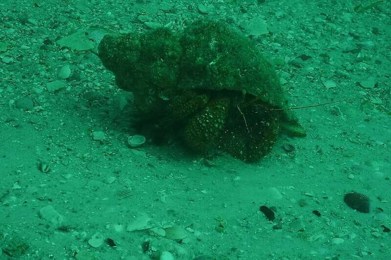 Lower Grand Lagoon: Panama City Beach Guided Snorkeling Tour - Authentic Experiences and Practical Tips
