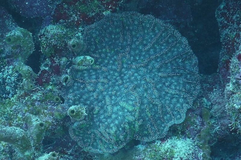 Lower Grand Lagoon: Panama City Beach Guided Snorkeling Tour - What’s Included and What to Bring