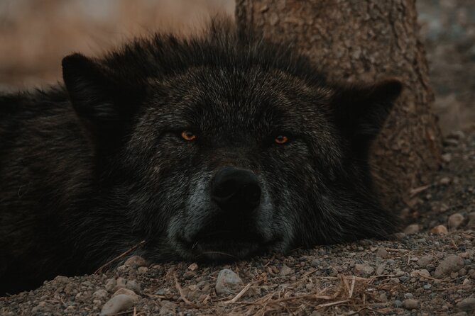 Lower Loop: Hot Springs & Geysers | West Yellowstone | PRIVATE - Accessibility and Logistics