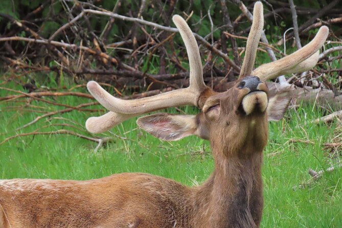 Lower Loop Van Tour from West Yellowstone: Grand Prismatic and Old Faithful - FAQ
