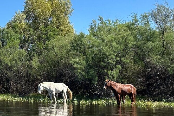 Lower Salt River Guided Kayak Tours - Who Might Reconsider?