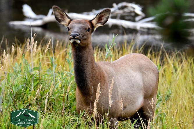 Lower Valley Tour RMNP - What to Expect on Your Journey