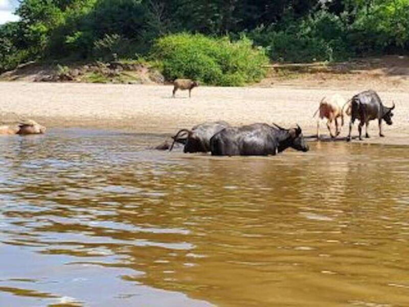 Luang Prabang: 3 Days Ethnic Forest Living - Mekong - Key Points