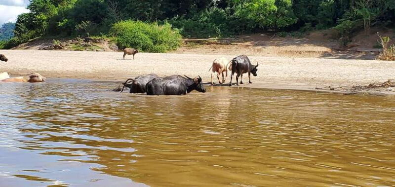 Luang Prabang: 3 Days Ethnic Forest Living - Mekong - Practical Tips for Making the Most of Your Trip