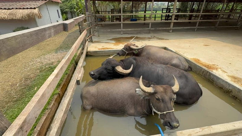 Luang Prabang: Farm Tour and Buffalo Buffet Adventure - Petting, Feeding, and Farmyard Fun