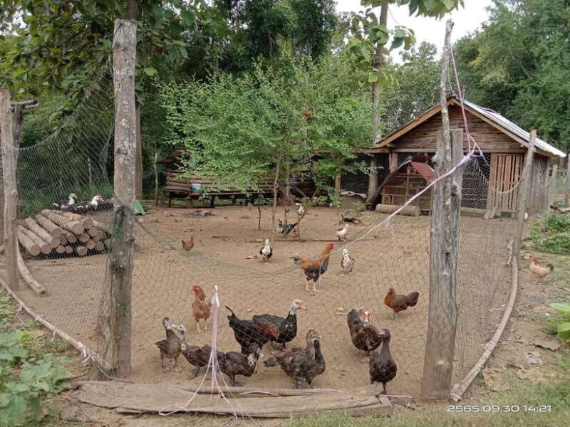 Luang Prabang: Hiking Off the Beaten Track with Picnic Lunch - Authentic Experiences That Stand Out