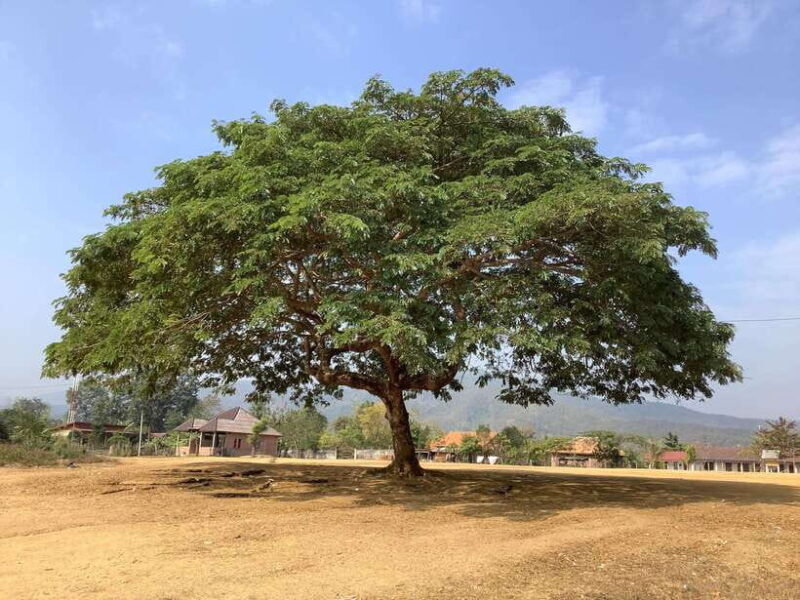 Luang Prabang: Kuang Si Falls, River Tracing Hiking - Practical Tips for Travelers