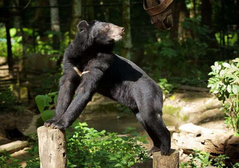 Luang Prabang: Pak Ou Caves & Kuang Si Falls Day Trip - The Complete Breakdown of the Tour