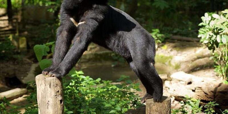 Luang Prabang: Pak Ou Caves & Kuang Si Falls Day Trip - Frequently Asked Questions