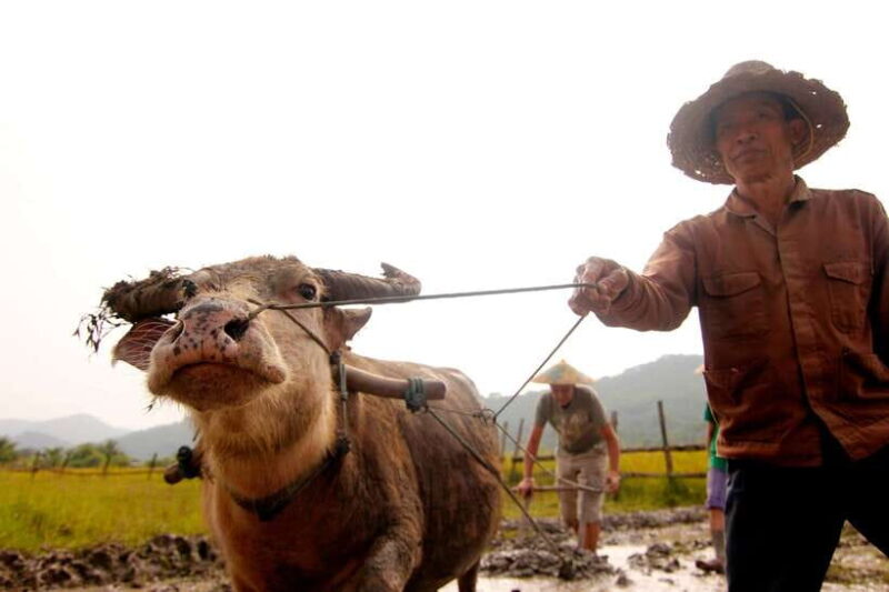 Luang Prabang: Rice Farm and Kuang Si Waterfall Tour - Key Points