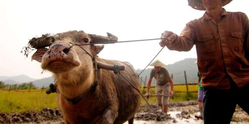 Luang Prabang: Rice Farm and Kuang Si Waterfall Tour - Final Thoughts: Is this Tour Right for You?