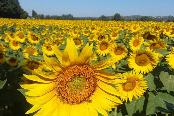 Luberon, Roussillon & Gordes Half-Day Tour From Avignon - Accessibility Features