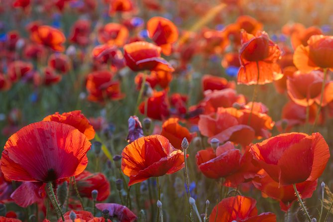 Luberon Small-Group Day Trip From Avignon - Discovering the Charming Town of Gordes