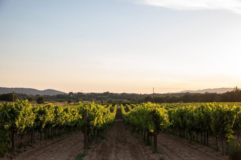 Luberon: Vineyard Tour and Wine Tasting - The Experience from Reviews