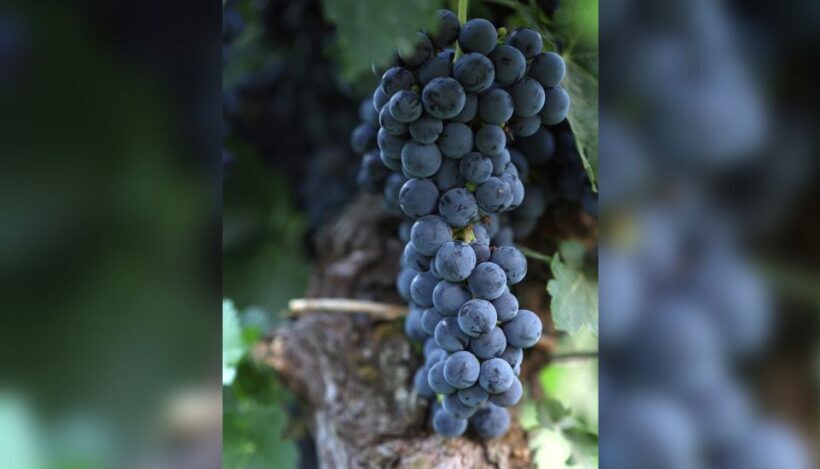Lucca: Guided Winery Tour with Wine Tasting - Why the Reviews Support Its Quality