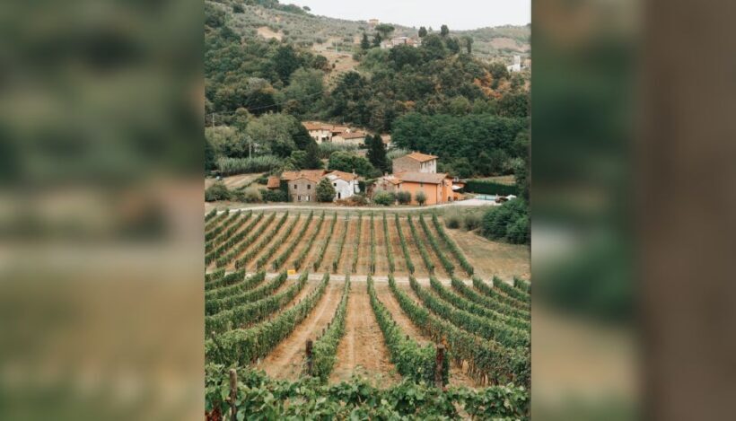 Lucca: Guided Winery Tour with Wine Tasting - Who Will Love This Tour?