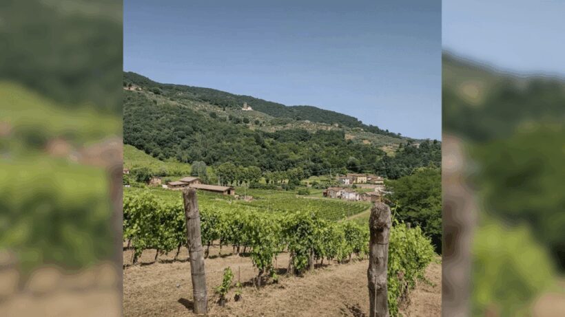 Lucca: Vineyard Paint & Sip at Tenuta Adamo Winery - Who Might Not Enjoy It?
