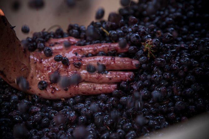 Lucca - Wine tasting at Tenuta Mareli - Who Should Consider This Tour?