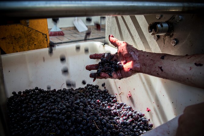 Lucca - Wine tasting at Tenuta Mareli - The Sum Up