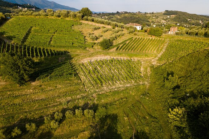 Lucca - Wine tasting at Tenuta Mareli - FAQs