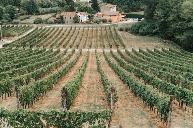 Lucca: Wine Tasting Experience - Tenuta Adamo Winery - The Sum Up