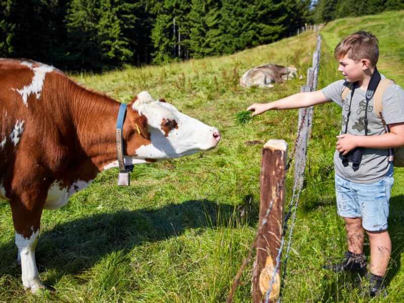 Lucerne: Guided Hike on the Pilatus With Barbecue Experience - Customer Feedback and Recommendations