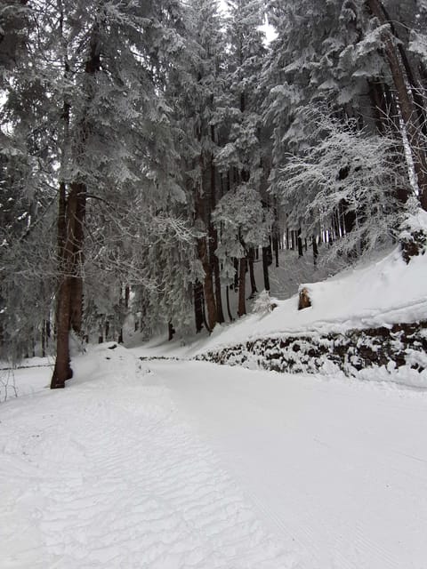 Lucerne: Private Snowshoe Tour - Itinerary Details