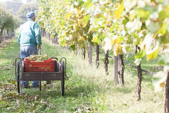 Lunch and Tasting of Traditional Balsamic Vinegar of Modena - Menu and Tasting Details
