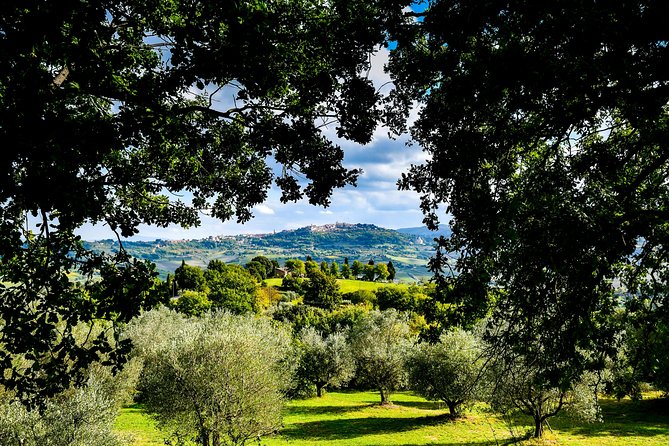 Lunch in the Olive Grove - Practical Tips for Visitors