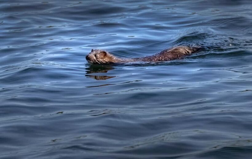 Lunenburg: Zodiac Wildlife Tour with Naturalist Guide - FAQ