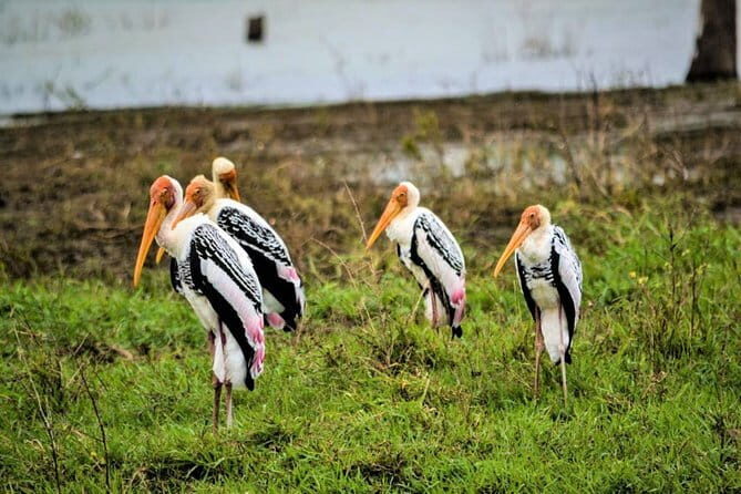 Lunugamvehera National Park Private Safari - A Closer Look at the Safari Experience