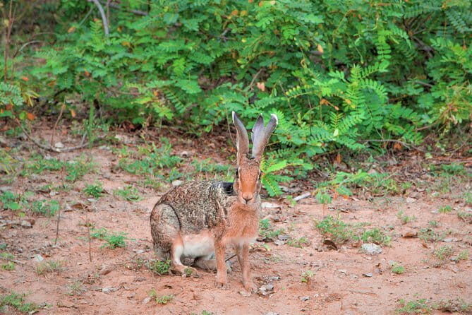Lunugamvehera National Park Private Safari - FAQs