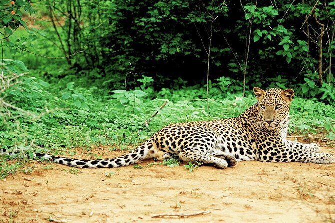 Lunugamvehera National Park Private with Naturalist (12 hrs) - Exploring Lunugamvehera: The Gateway to Sri Lanka’s Elephant Corridors