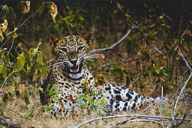 Lunugamvehera National Park Private with Naturalist (12 hrs) - What to Expect on Your Safari Day